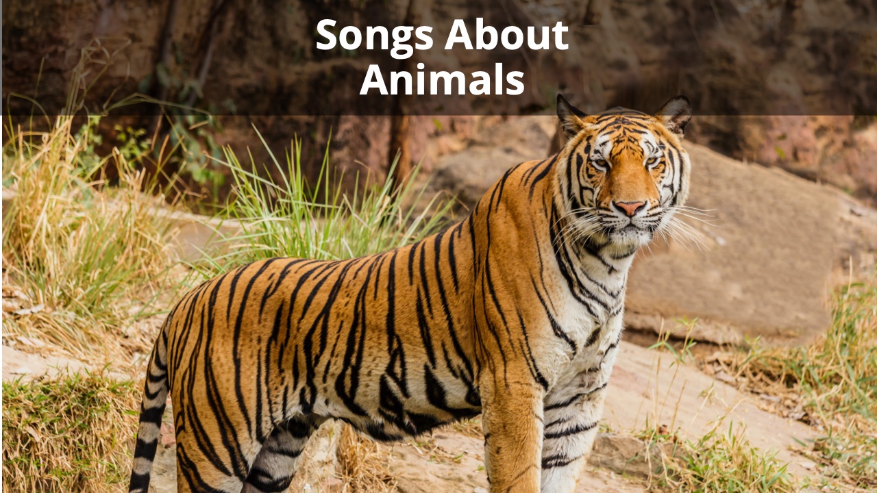 29 Most Beautiful Songs About Animals (Of All Time)